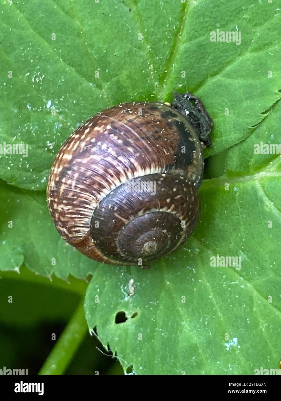 Copse Snail (Arianta arbustorum Stock Photo - Alamy