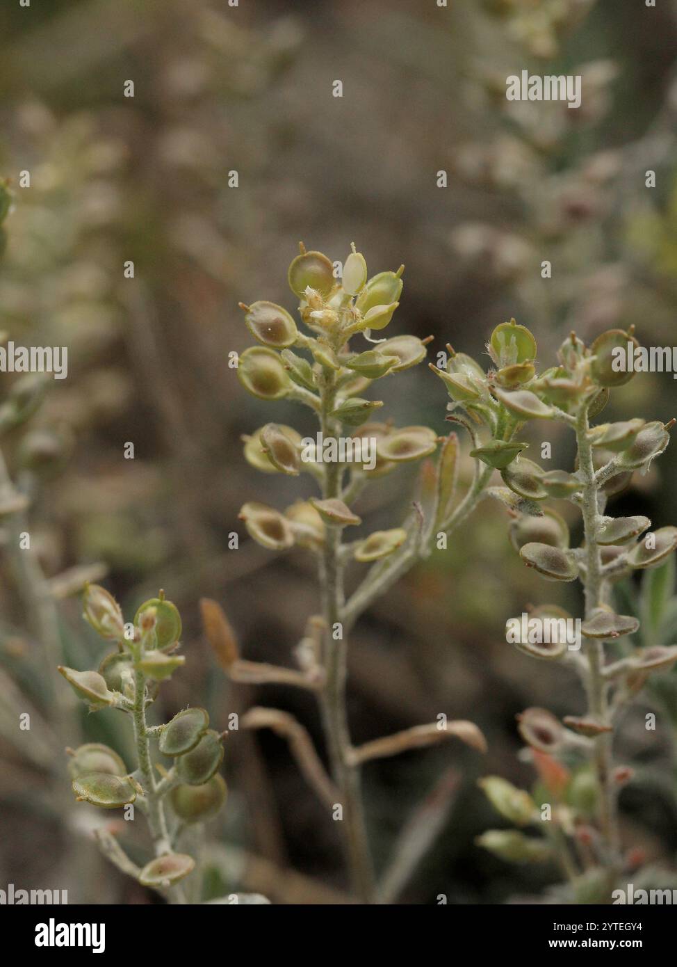 desert madwort (Alyssum desertorum Stock Photo - Alamy