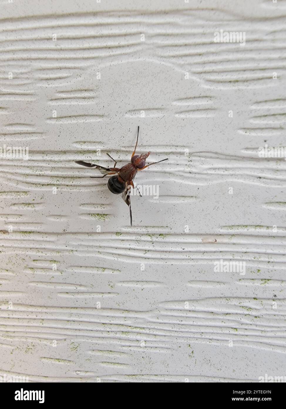 Common Picture-winged Fly (Delphinia picta Stock Photo - Alamy