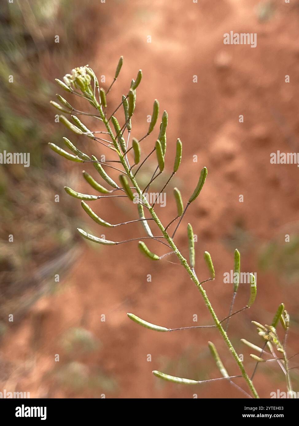 Western Tansymustard (Descurainia pinnata Stock Photo - Alamy