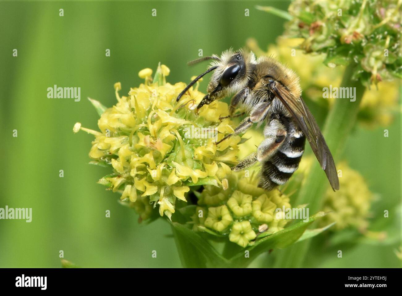 Mining Bees (Andrena Stock Photo - Alamy