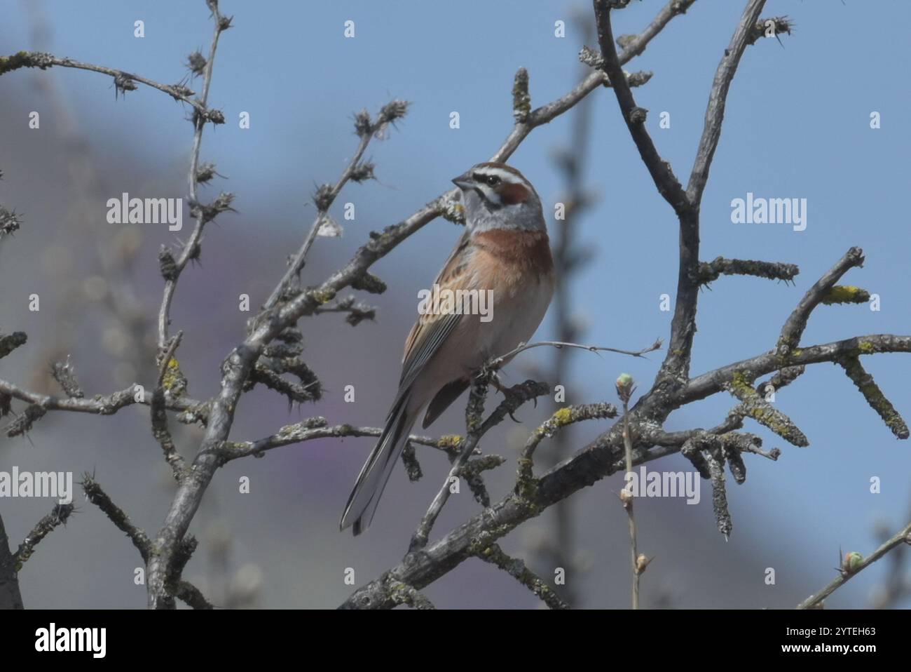 Meadow Bunting (Emberiza cioides Stock Photo - Alamy