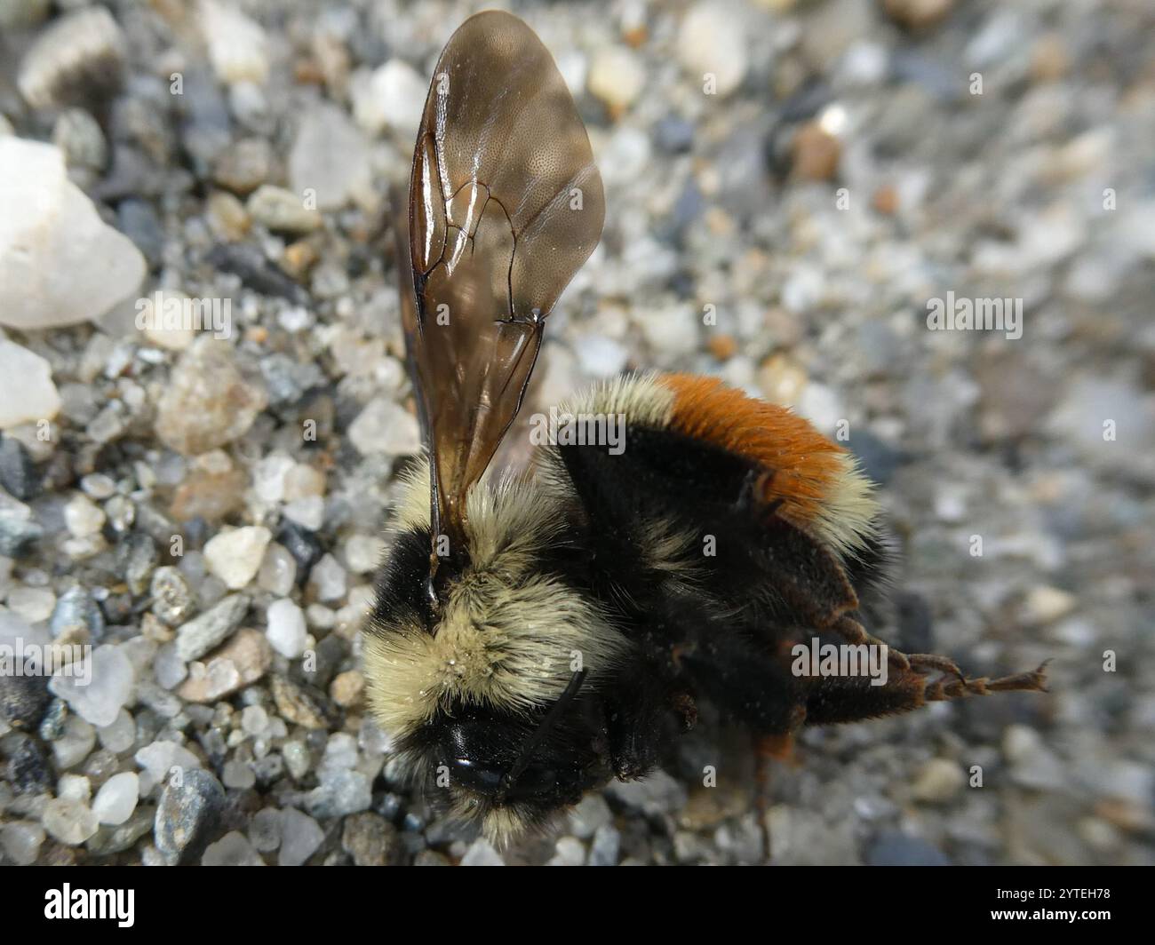 Tricolored Bumble Bee (Bombus ternarius Stock Photo - Alamy