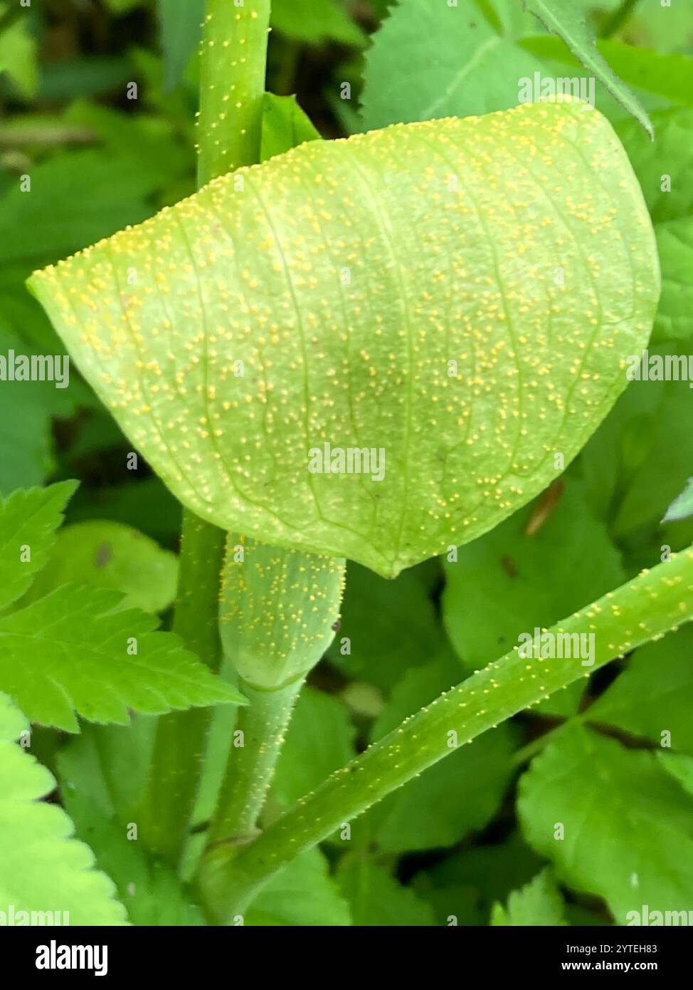 Jack-in-the-Pulpit Rust (Uromyces ari-triphylli Stock Photo - Alamy
