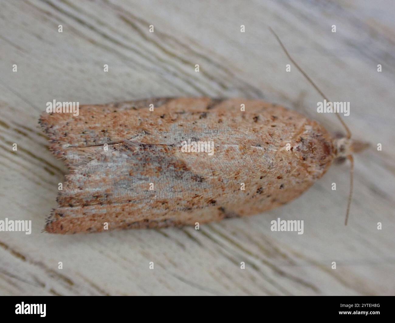 Postvittana hi-res stock photography and images - Alamy