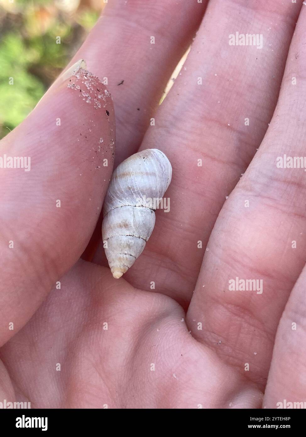West Indian Bulimulus (Bulimulus guadalupensis Stock Photo - Alamy