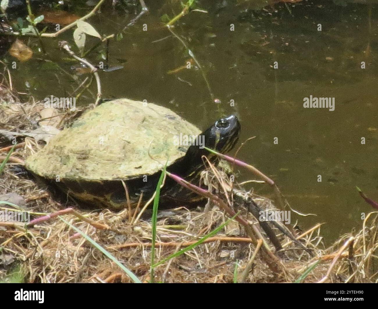 Yellow-bellied Slider (Trachemys scripta scripta Stock Photo - Alamy