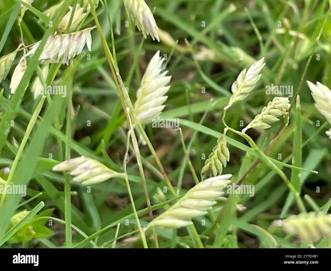buffalograss (Bouteloua dactyloides Stock Photo - Alamy