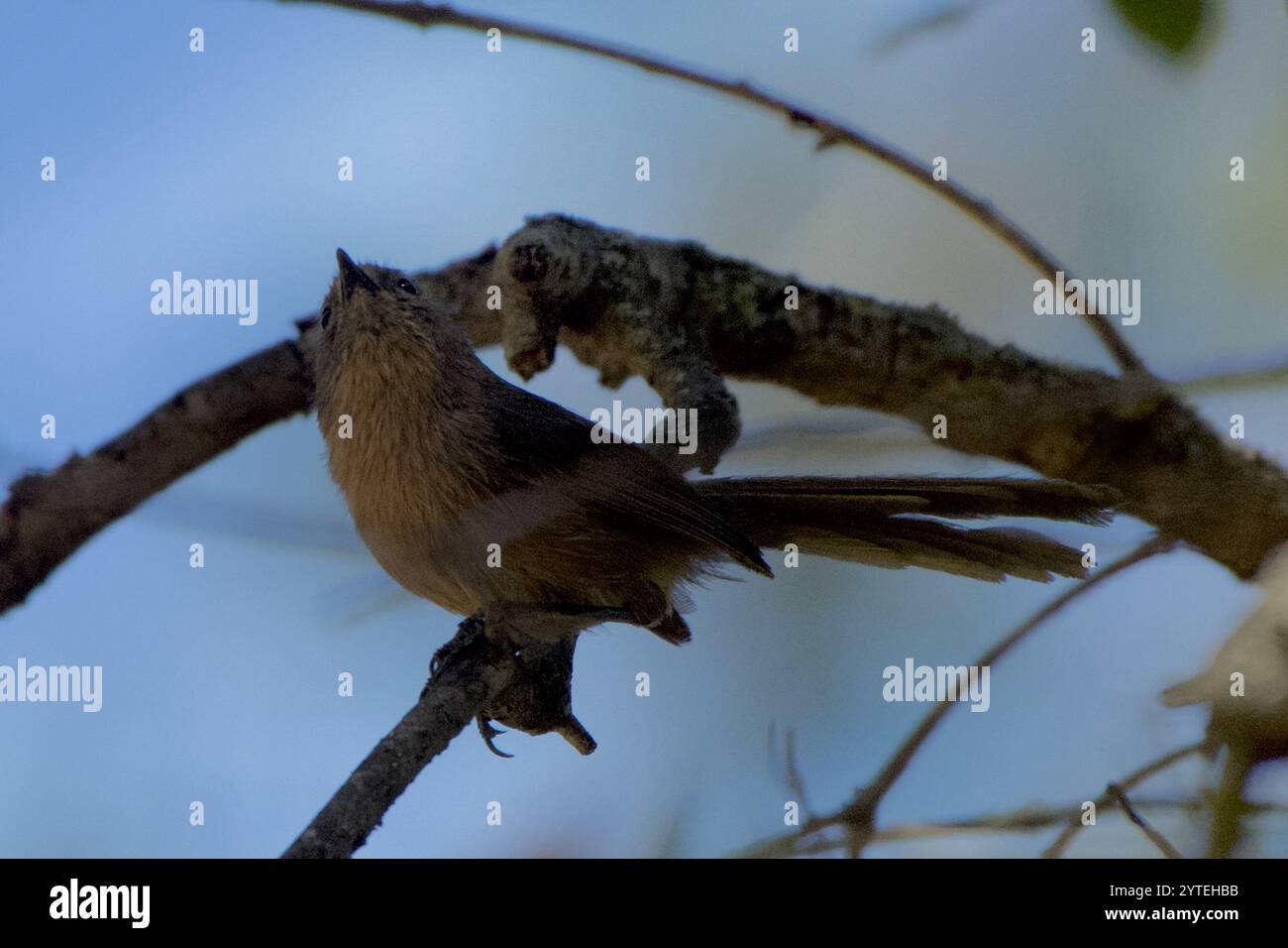 Wrentit (Chamaea fasciata Stock Photo - Alamy