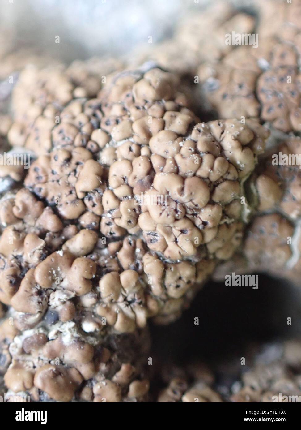 Ascomycete Fungi (Ascomycota Stock Photo - Alamy