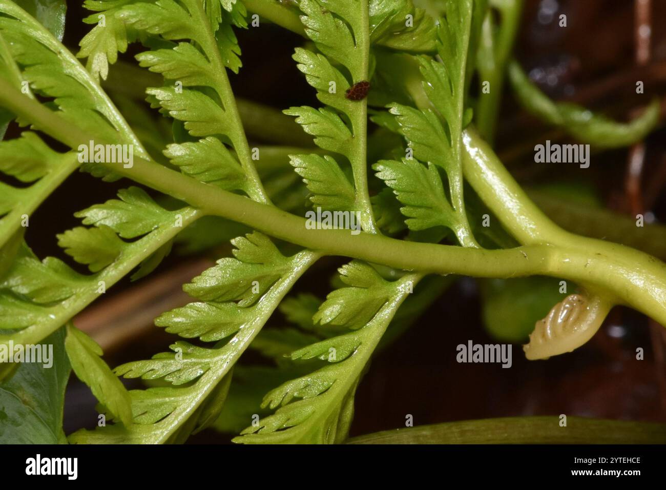 rattlesnake fern (Botrypus virginianus Stock Photo - Alamy