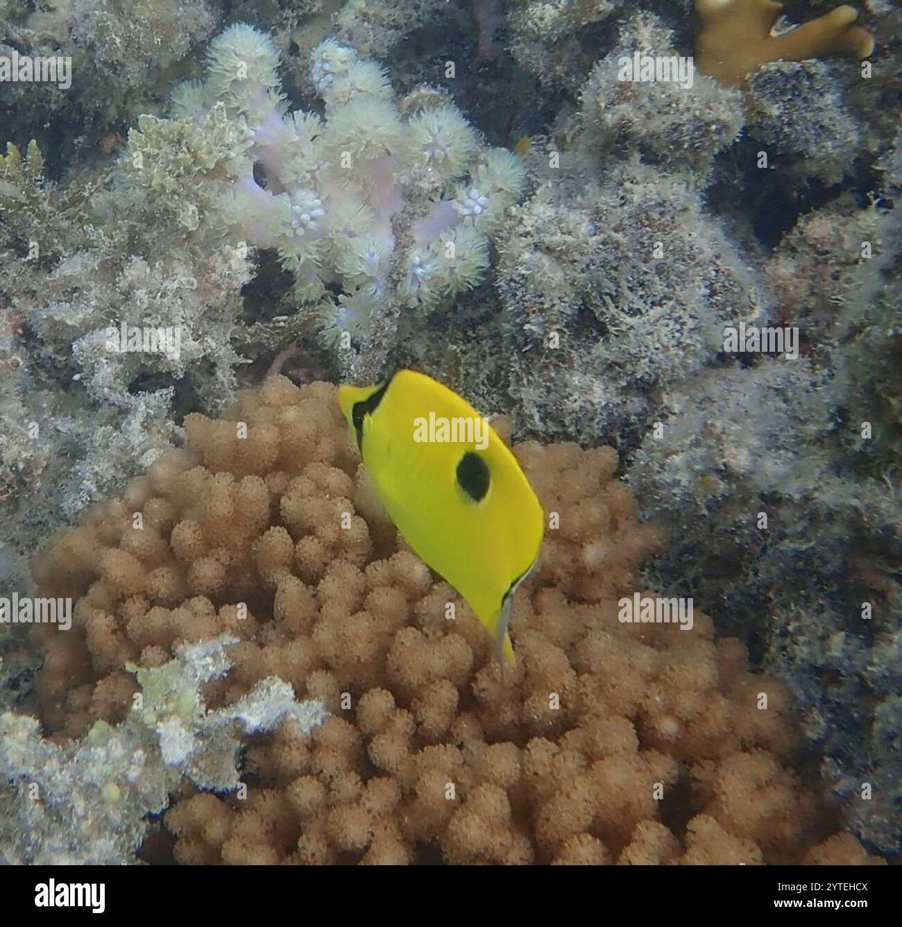 Indian Teardrop Butterflyfish (Chaetodon interruptus Stock Photo - Alamy