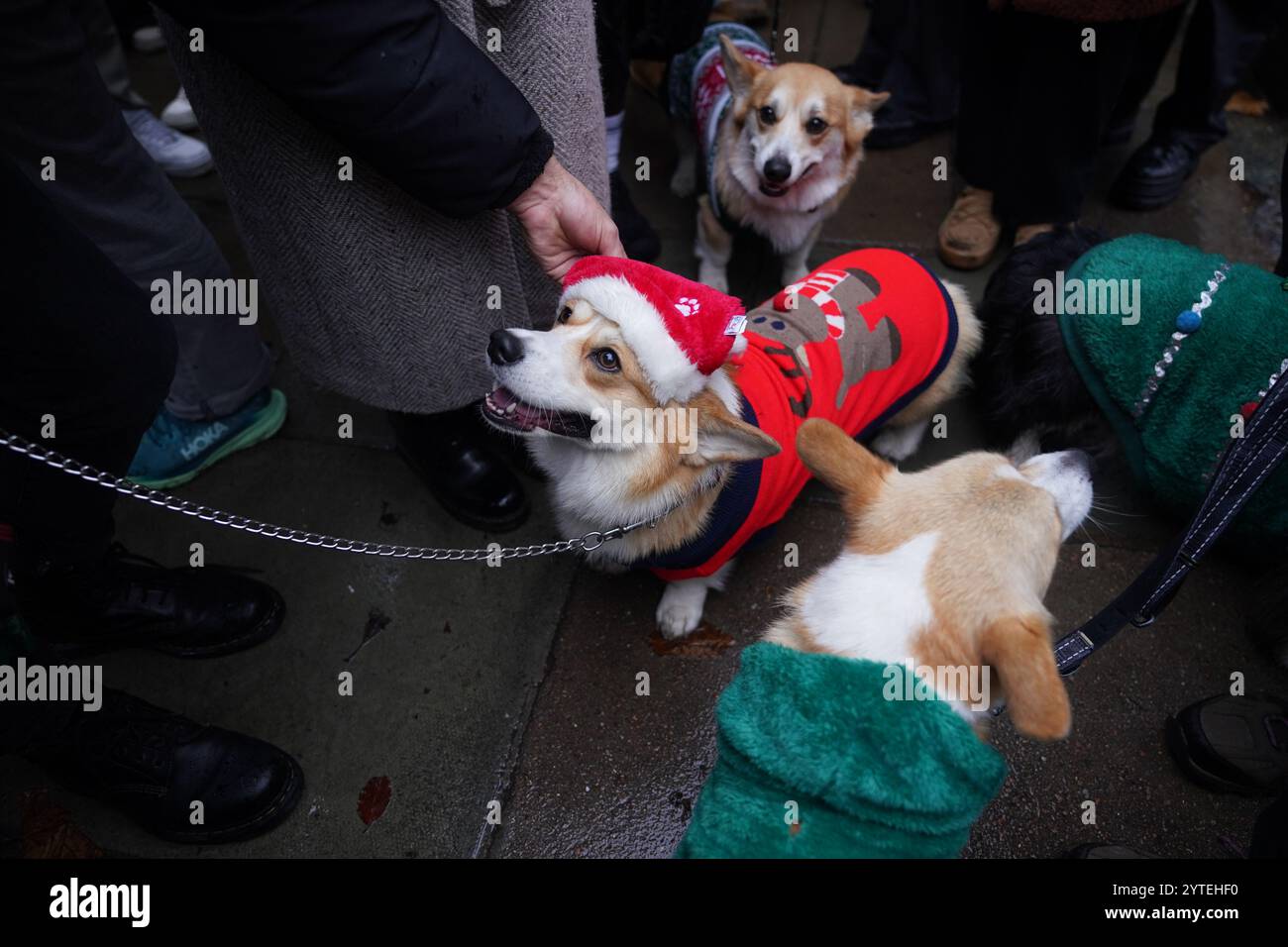 People and dogs take part in the London Christmas jumper corgi parade ...