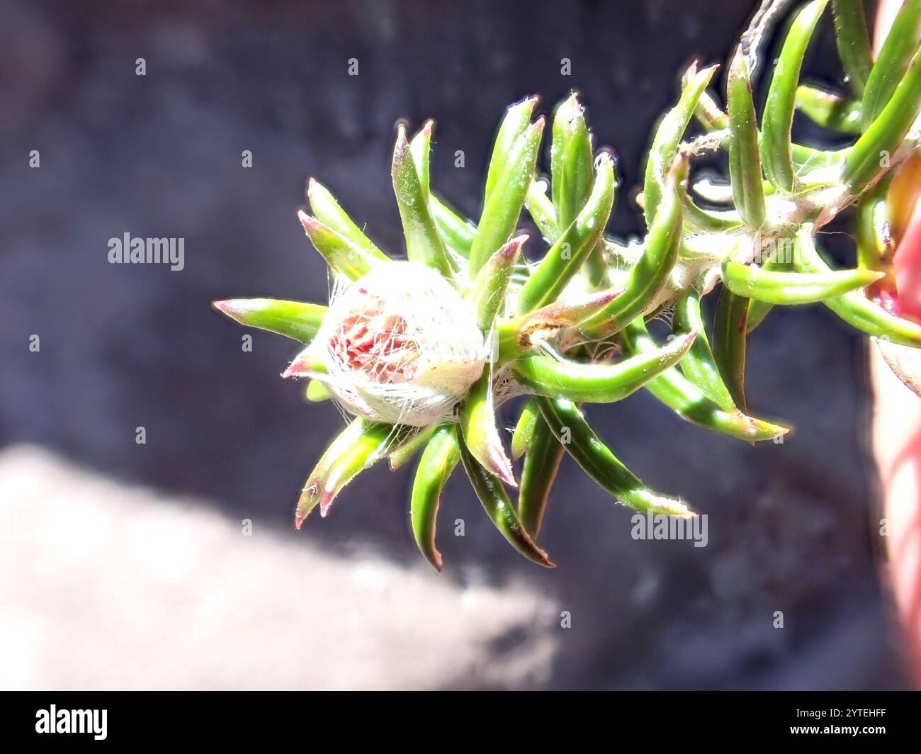 Paper Posies (Anaxeton Stock Photo - Alamy