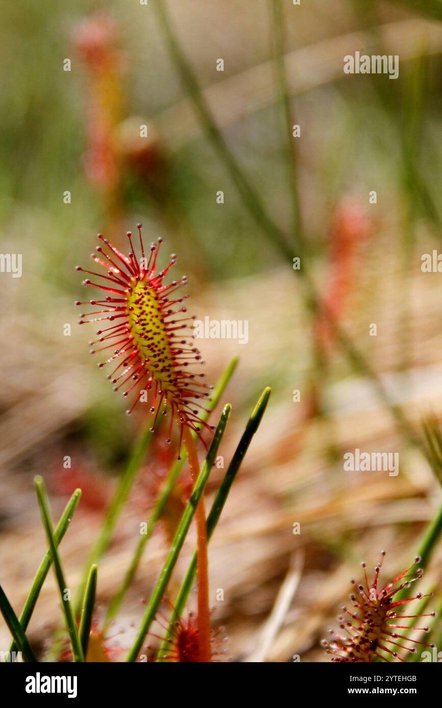 Great Sundew (Drosera anglica Stock Photo - Alamy
