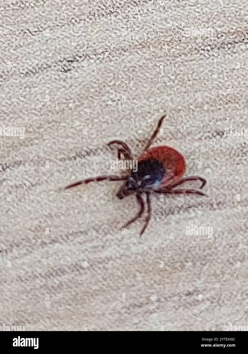 Castor Bean Tick (Ixodes ricinus Stock Photo - Alamy