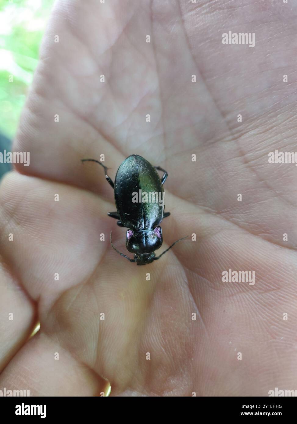 Bronze Ground Beetle (Carabus nemoralis Stock Photo - Alamy
