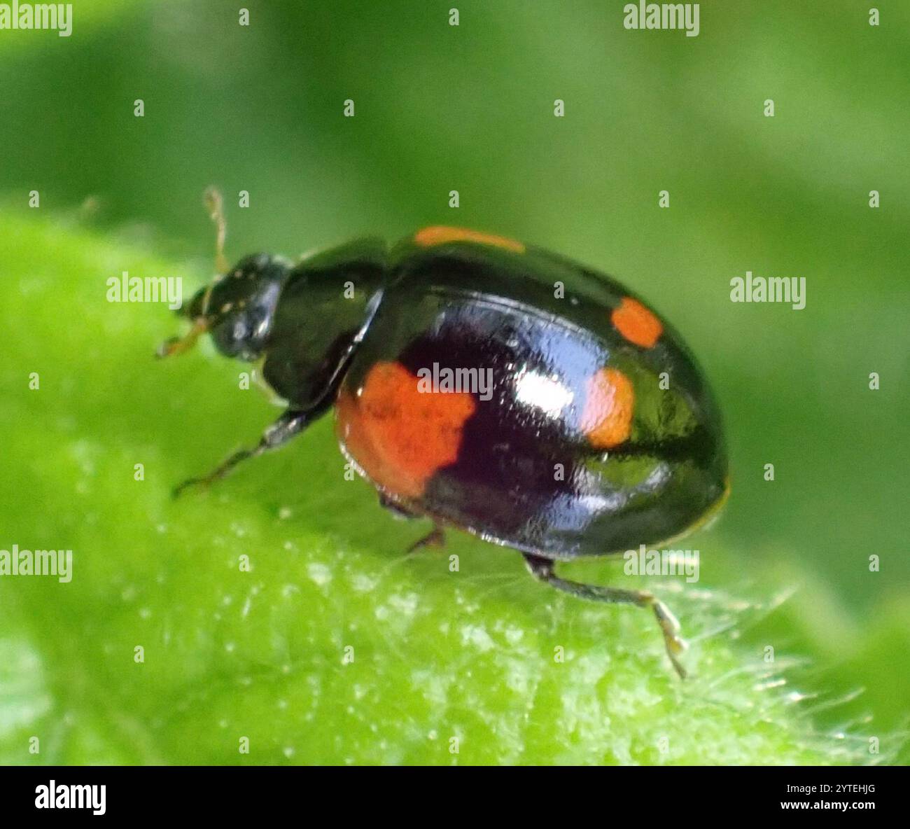 Two-spotted Lady Beetle (Adalia bipunctata Stock Photo - Alamy