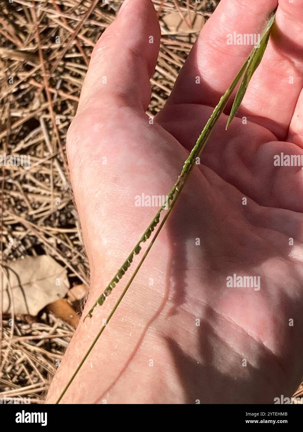 Thin Paspalum (Paspalum setaceum Stock Photo - Alamy