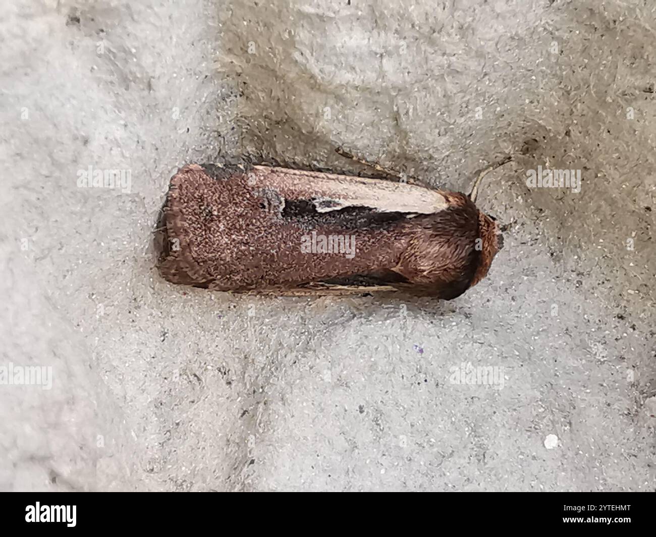 Flame Shoulder Moth (Ochropleura plecta Stock Photo - Alamy