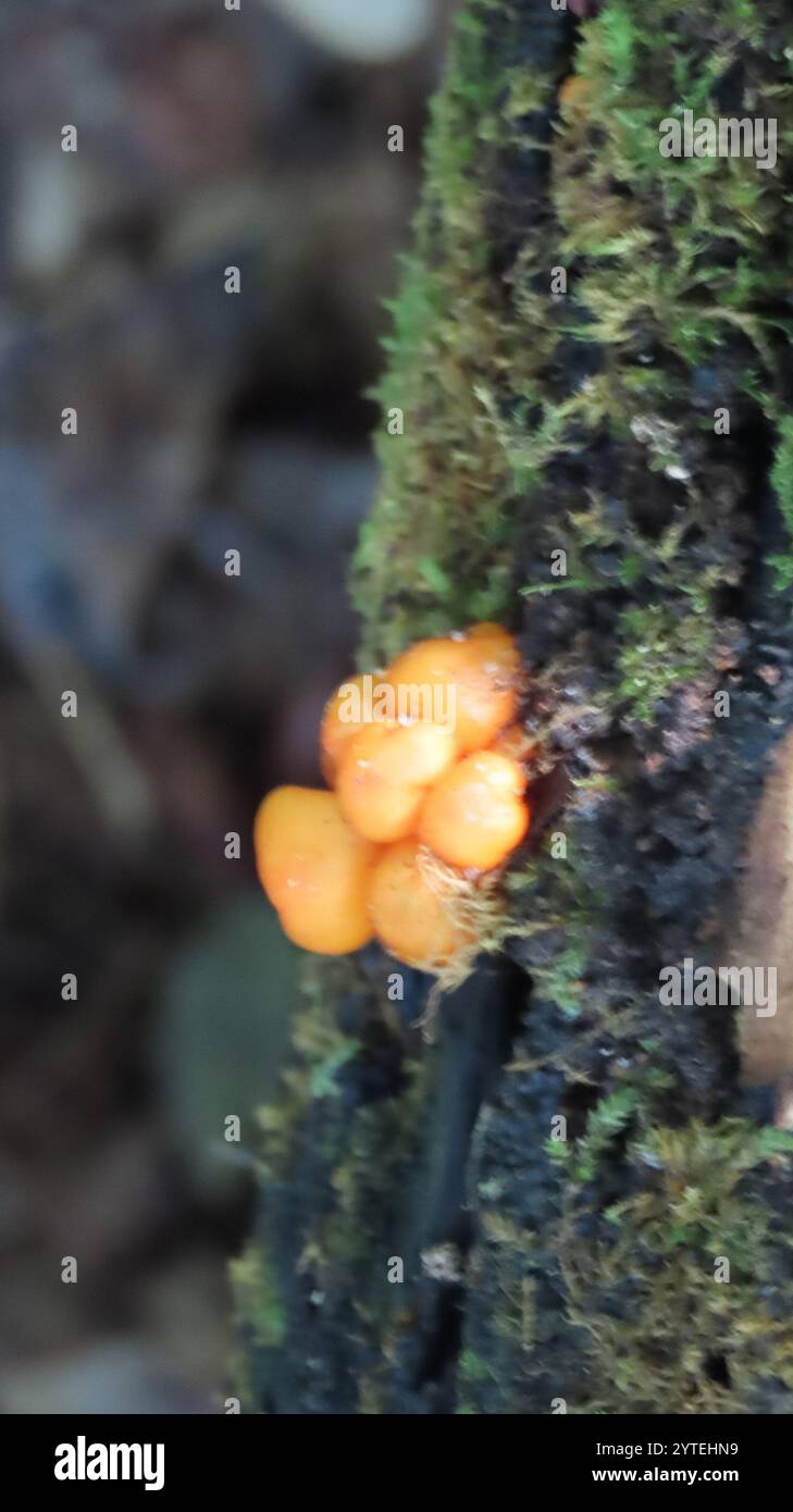 Orange mycena leaiana hi-res stock photography and images - Alamy
