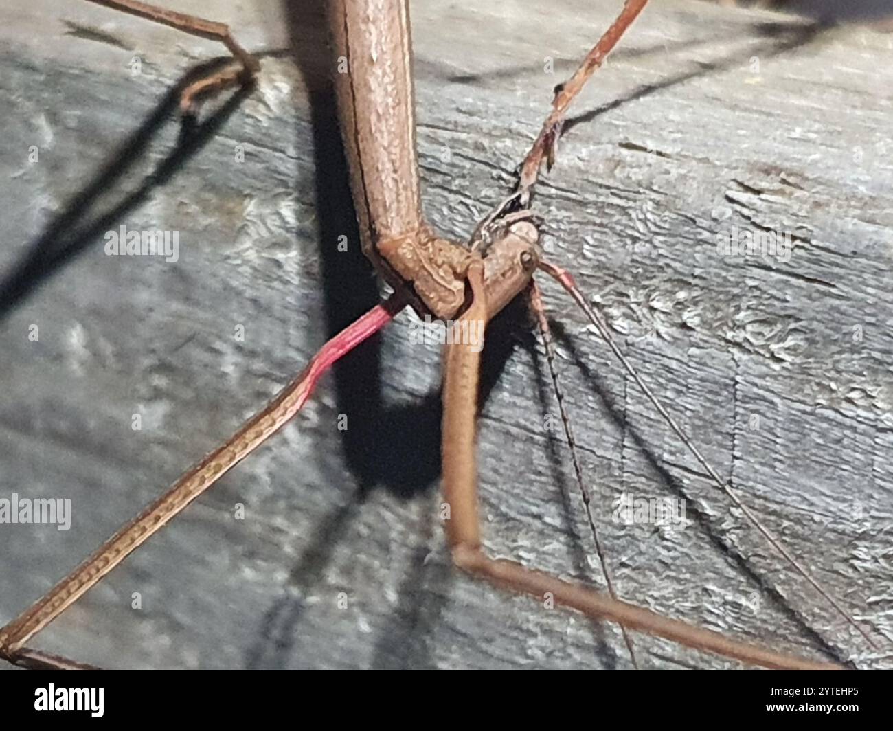 Smooth Stick Insect (Clitarchus hookeri Stock Photo - Alamy