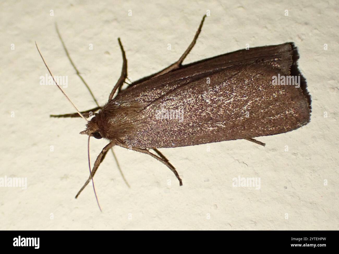 Owlet Moths and Allies (Noctuoidea Stock Photo - Alamy