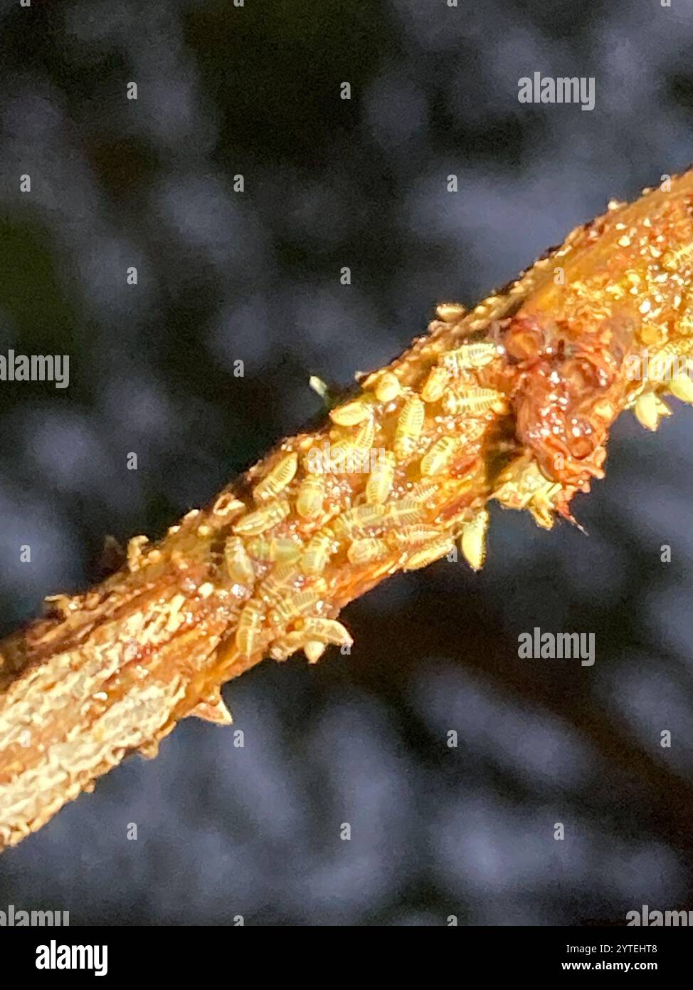 Thorn Treehopper (Umbonia crassicornis Stock Photo - Alamy