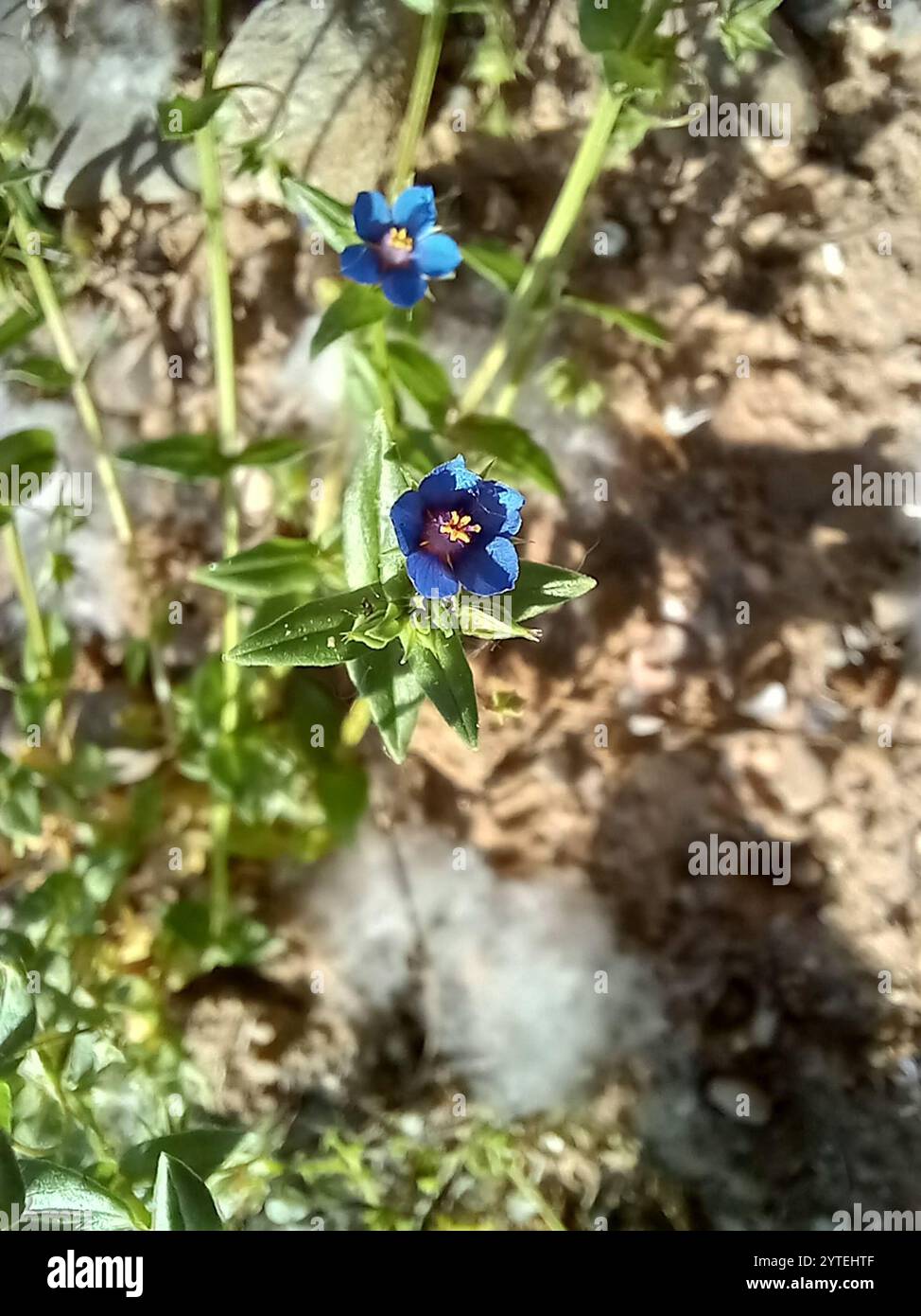 Lysimachia foemina hi-res stock photography and images - Alamy