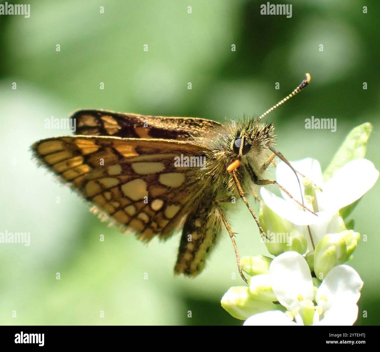 Chequered Skipper (Carterocephalus palaemon Stock Photo - Alamy