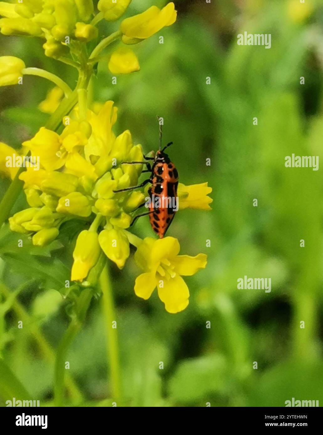 Eurydema dominulus hi-res stock photography and images - Alamy