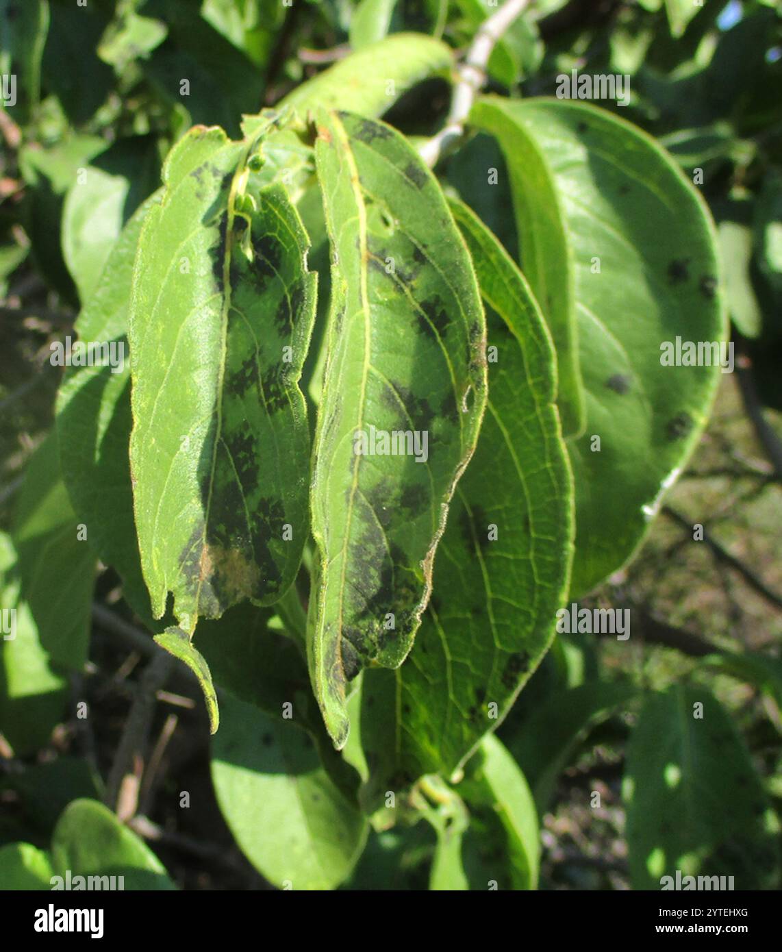 wild-medlar (Vangueria infausta Stock Photo - Alamy