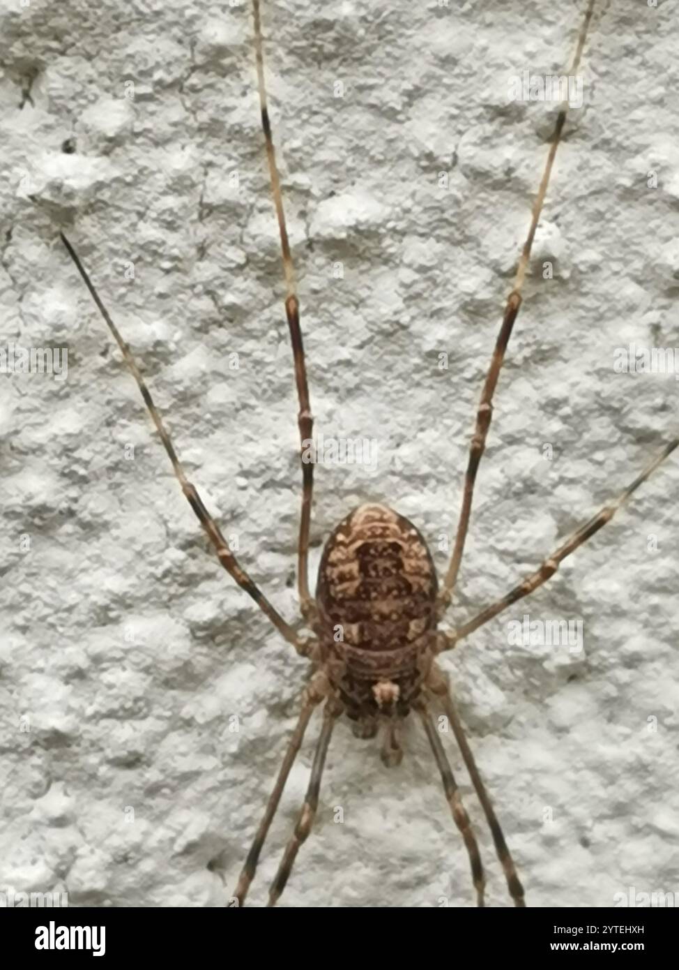 Spring Harvestman (Rilaena triangularis Stock Photo - Alamy