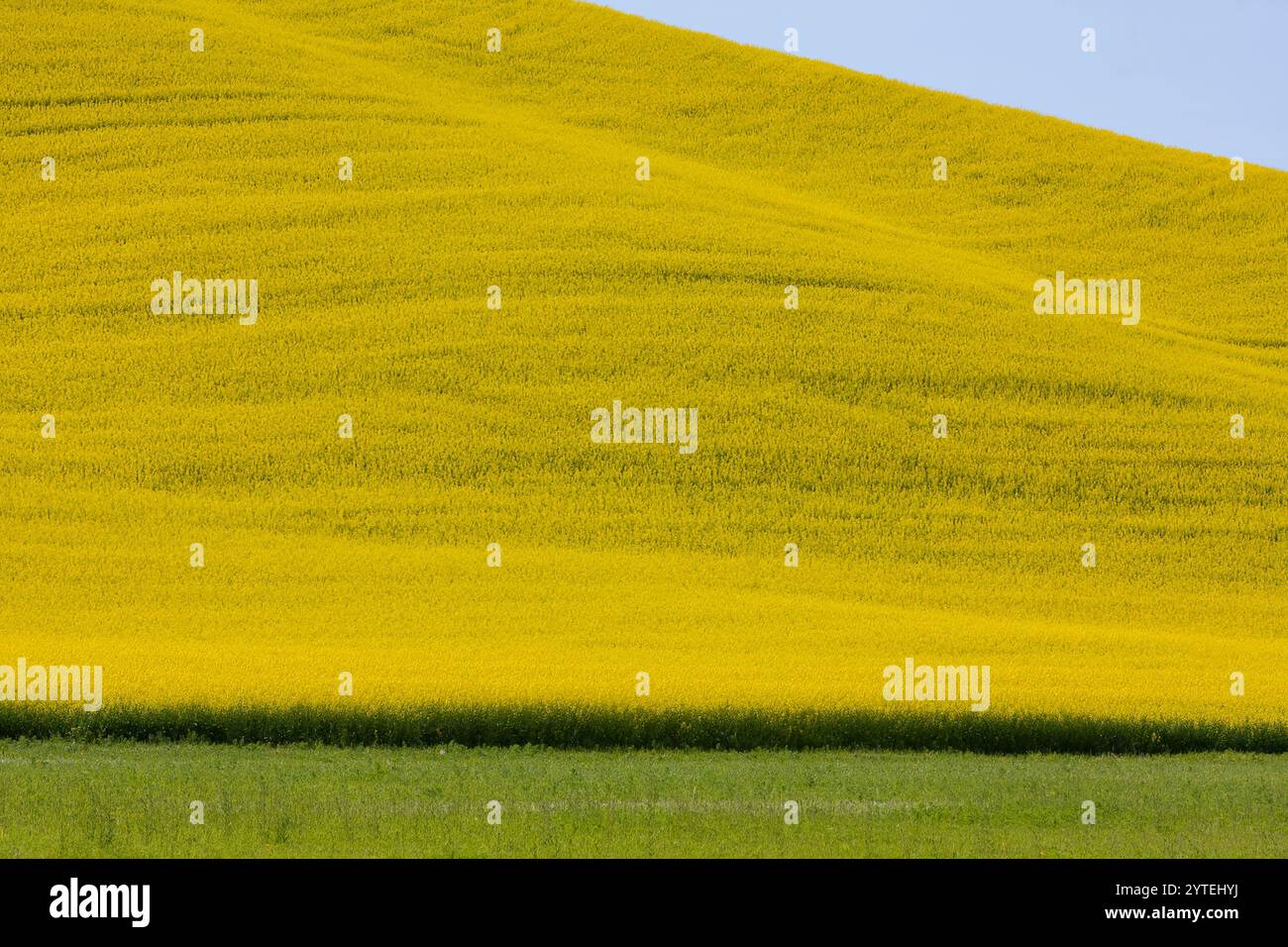 Canola Field, Palouse Area, Eastern Washington State Stock Photo - Alamy