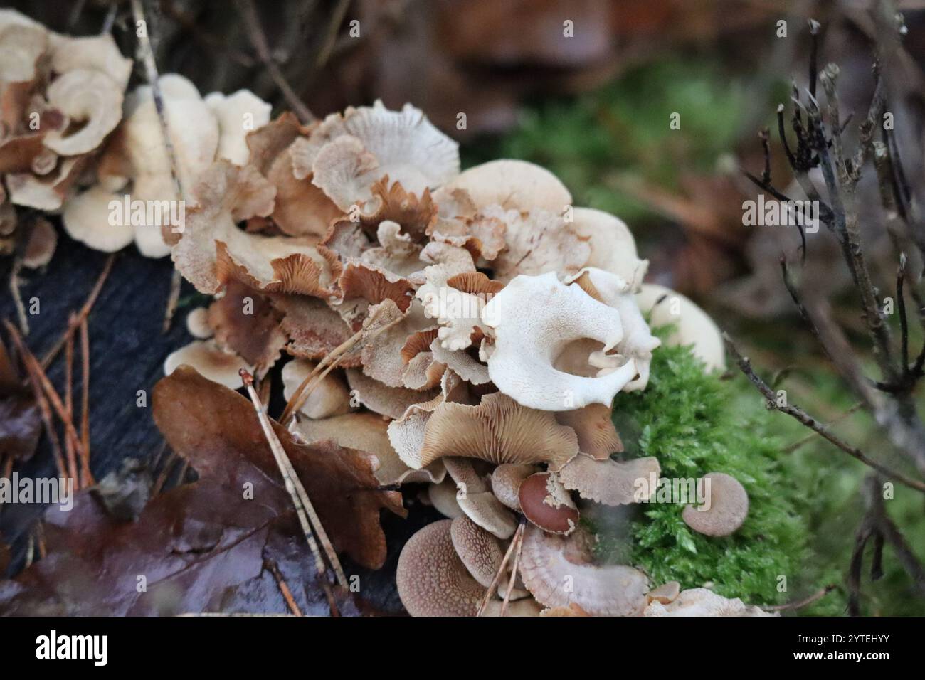Roof tile like fungi hi-res stock photography and images - Alamy