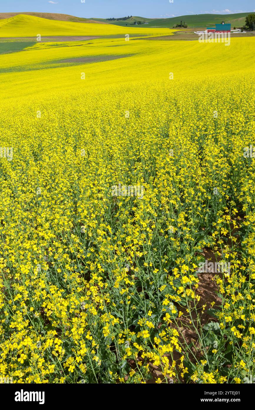 Canola Field, Palouse Area, Eastern Washington State Stock Photo - Alamy