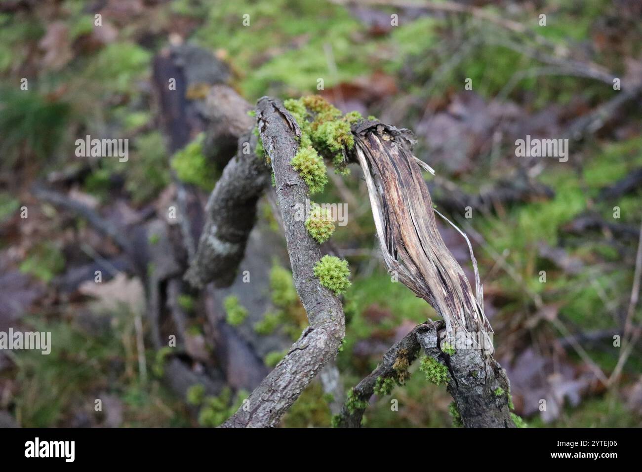 Golden bristle hi-res stock photography and images - Alamy