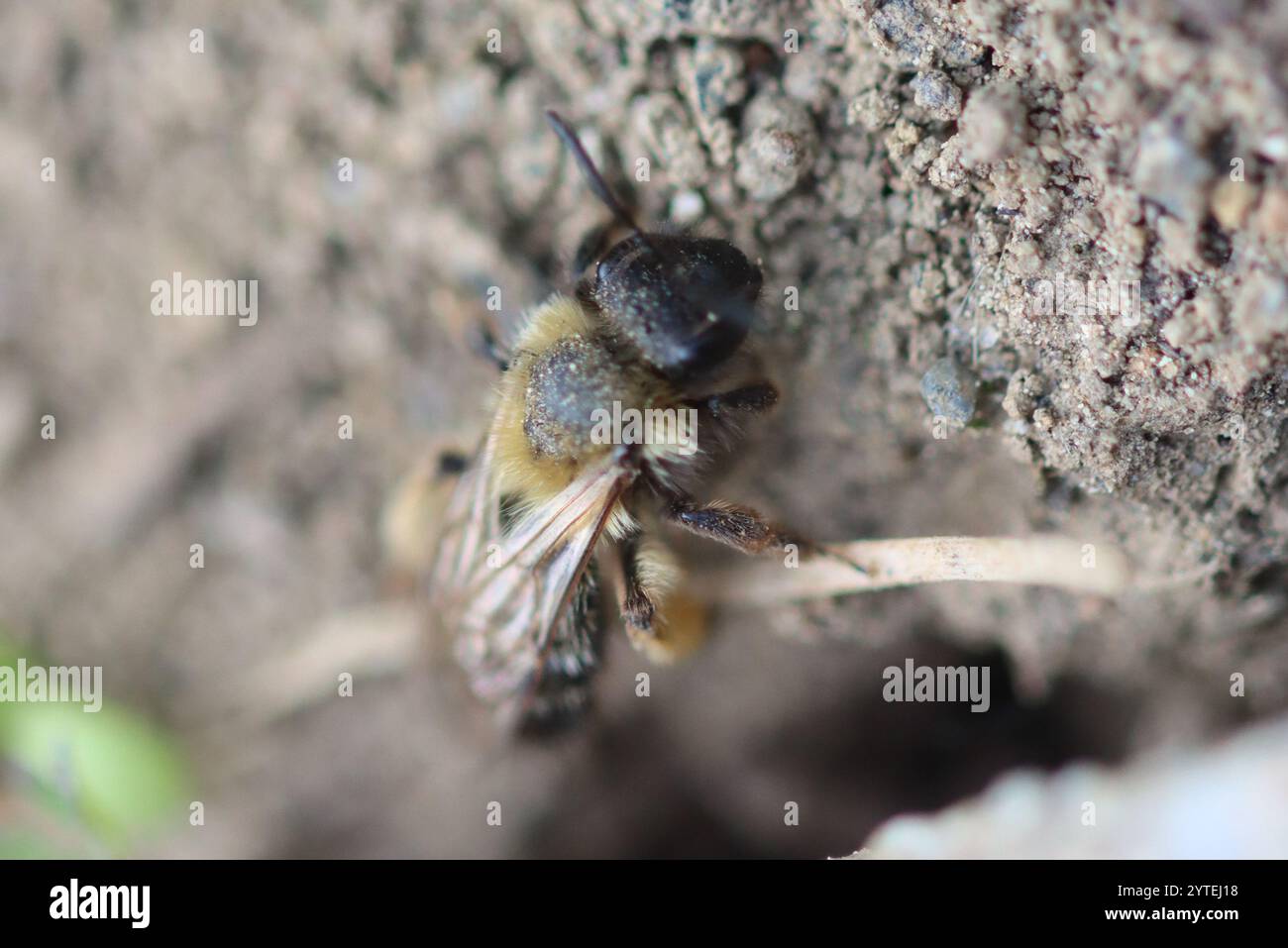 Mining Bees (Andrena Stock Photo - Alamy