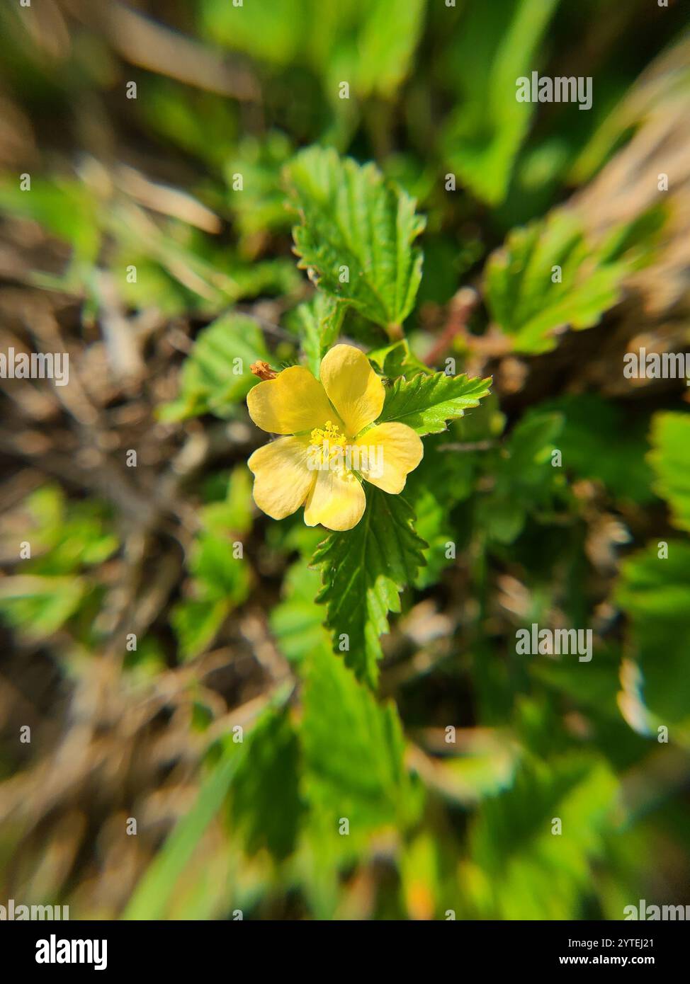 three-lobe false mallow (Malvastrum coromandelianum Stock Photo - Alamy