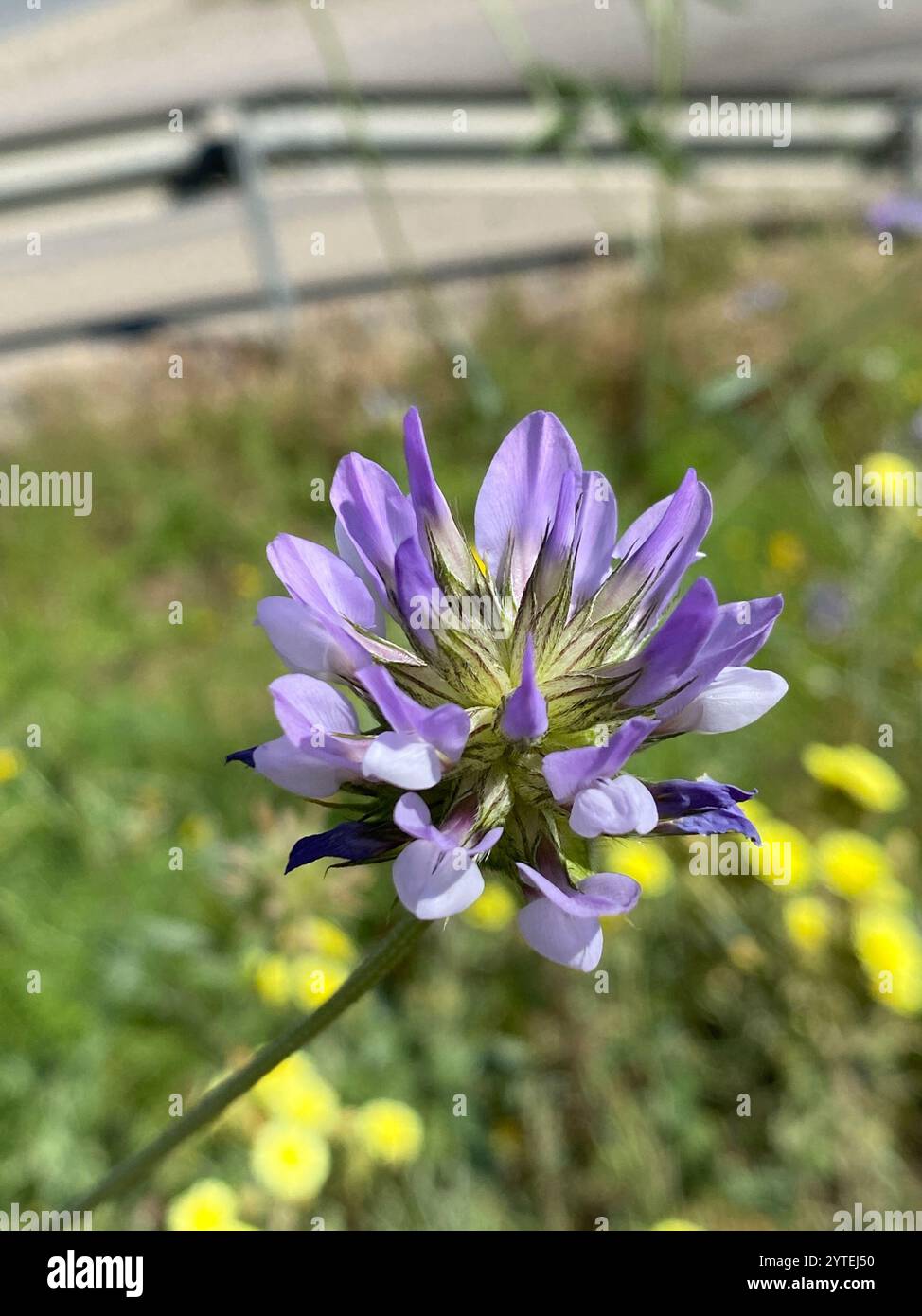 arabian pea (Bituminaria bituminosa Stock Photo - Alamy