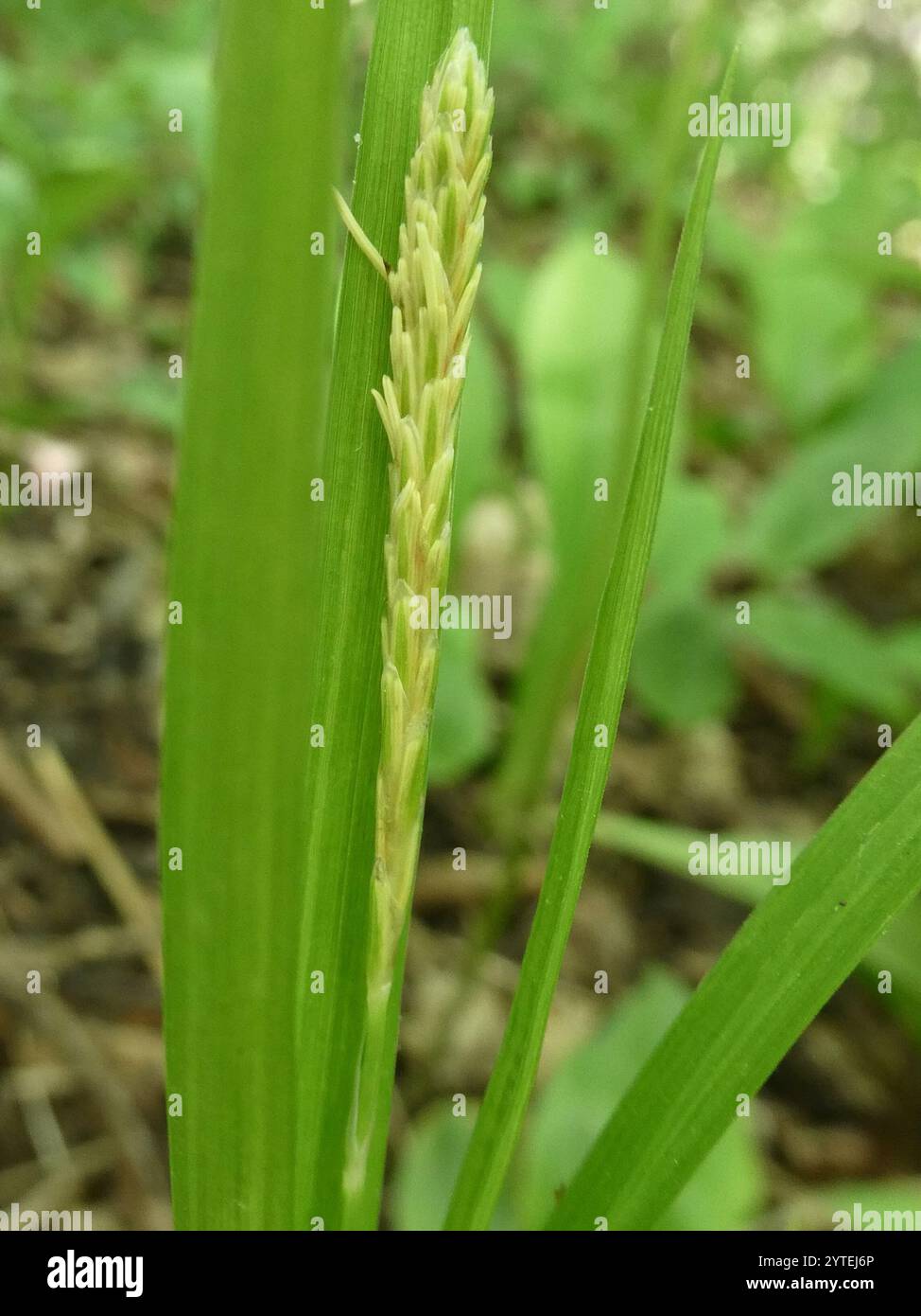 northern long sedge (Carex folliculata Stock Photo - Alamy