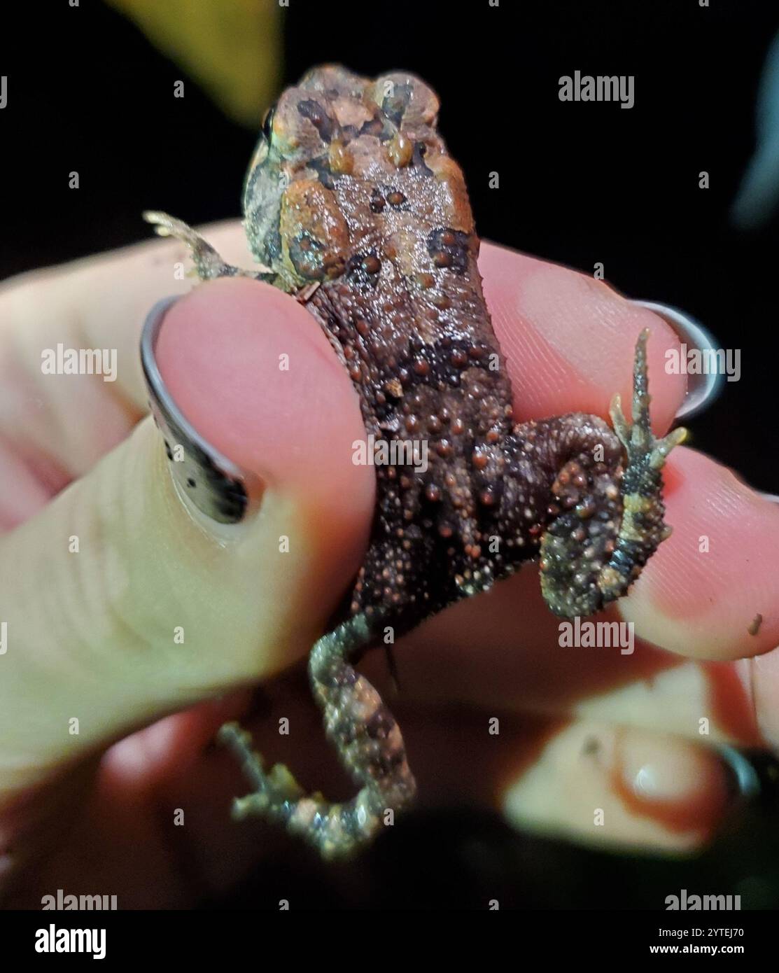 Southern Toad (Anaxyrus terrestris Stock Photo - Alamy