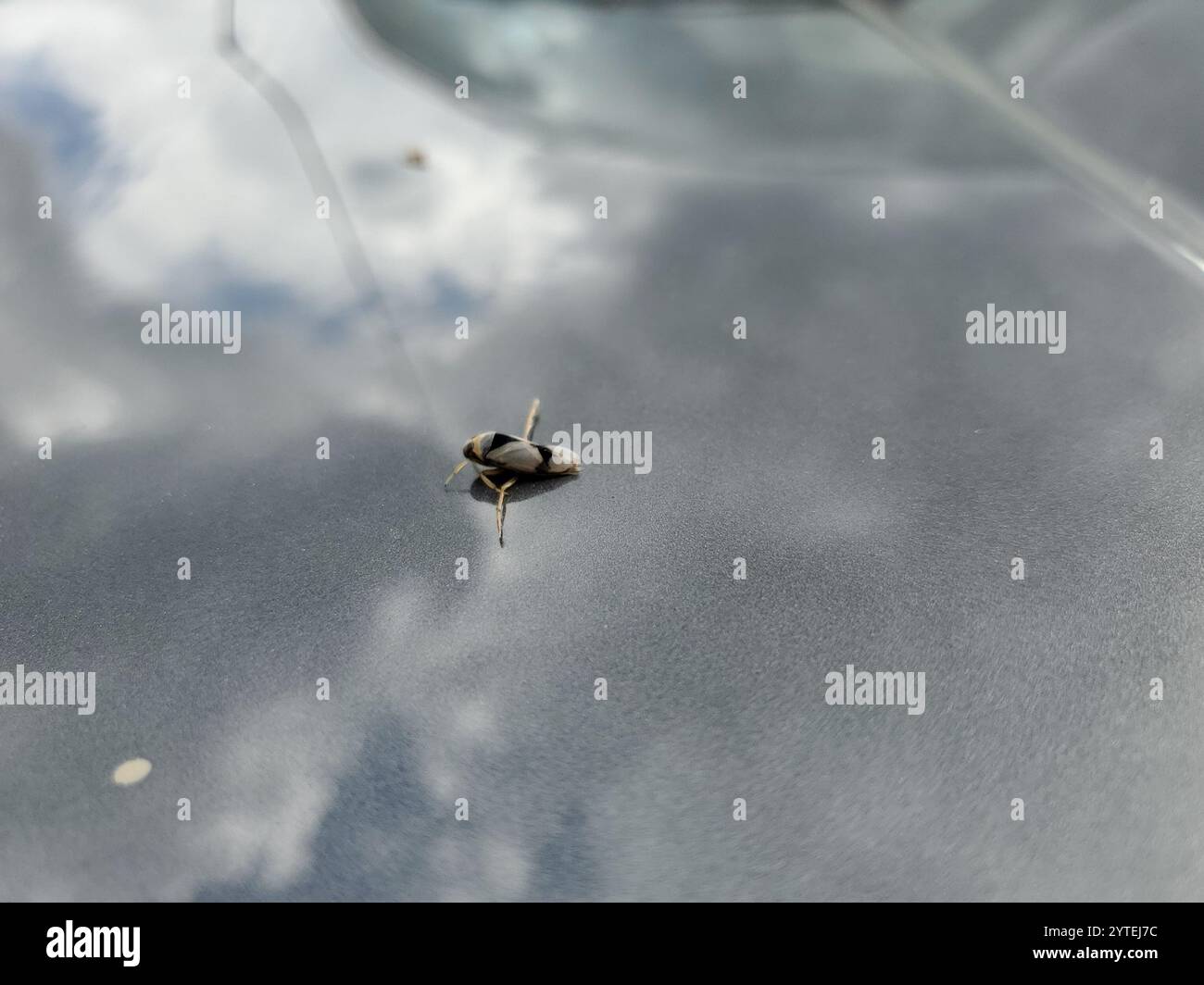 Grousewinged Backswimmer (Notonecta undulata Stock Photo - Alamy