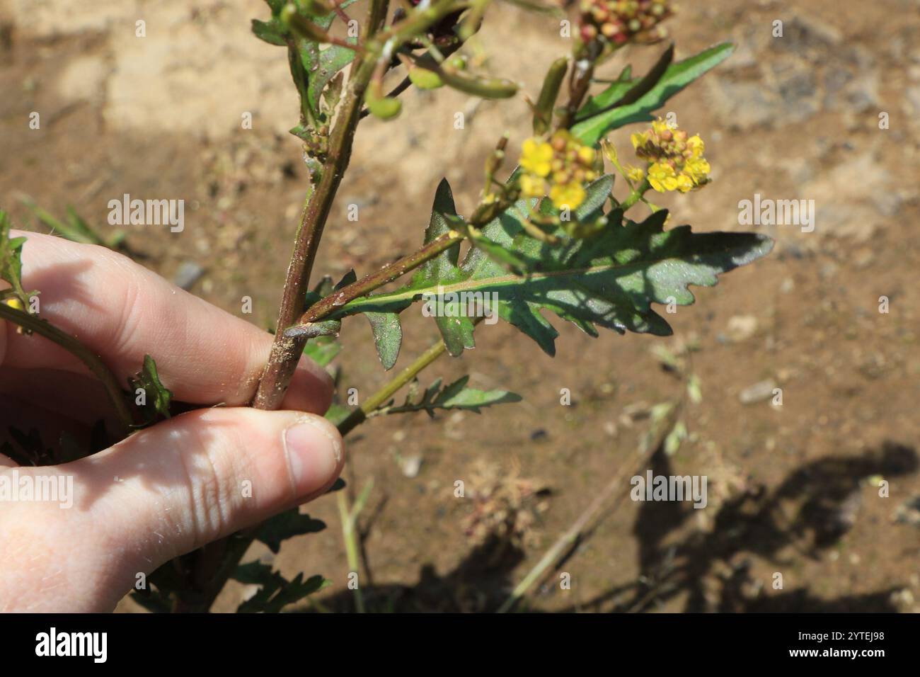 Bog Yellowcress (Rorippa palustris Stock Photo - Alamy