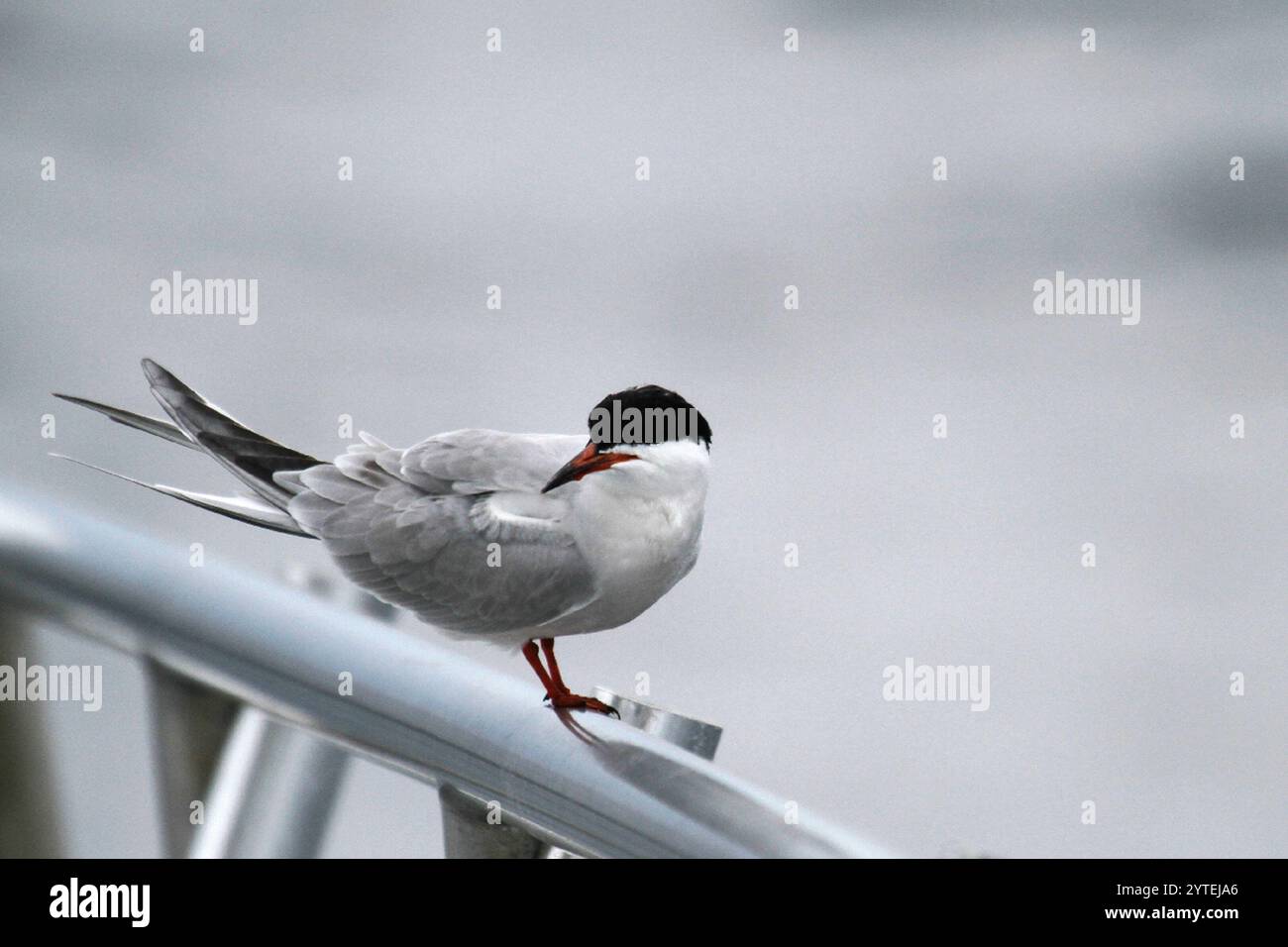 Common Tern (Sterna hirundo Stock Photo - Alamy