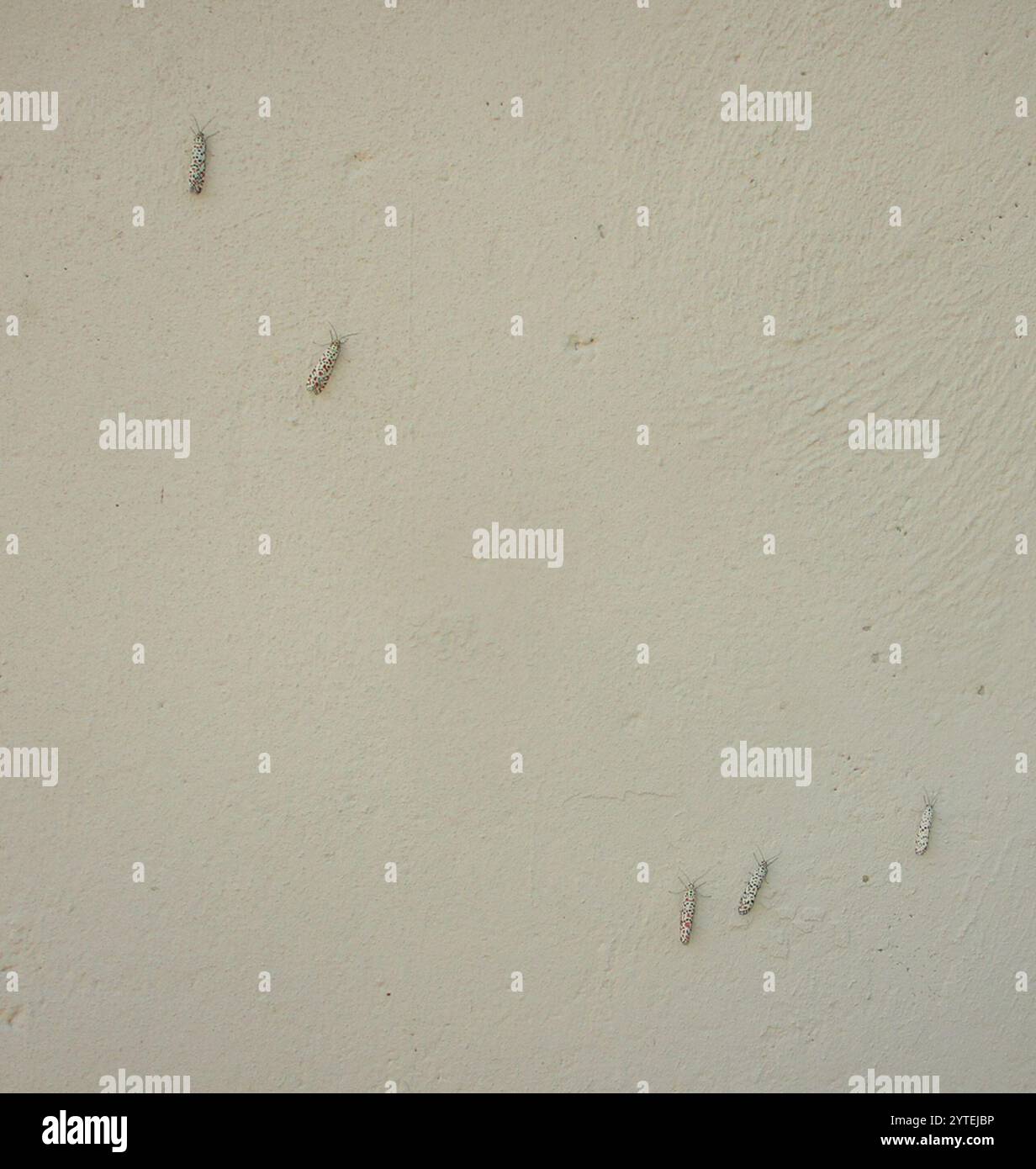 Crimson-speckled Flunkey (Utetheisa pulchella Stock Photo - Alamy