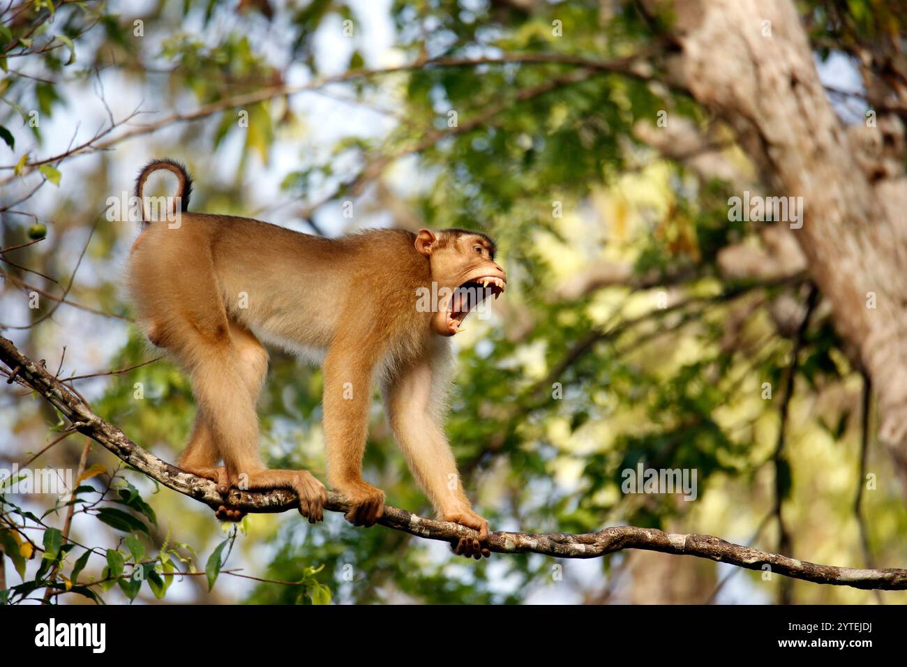 Southern Pig-tailed Macaque (Macaca nemestrina, aka Sundaland Pig ...