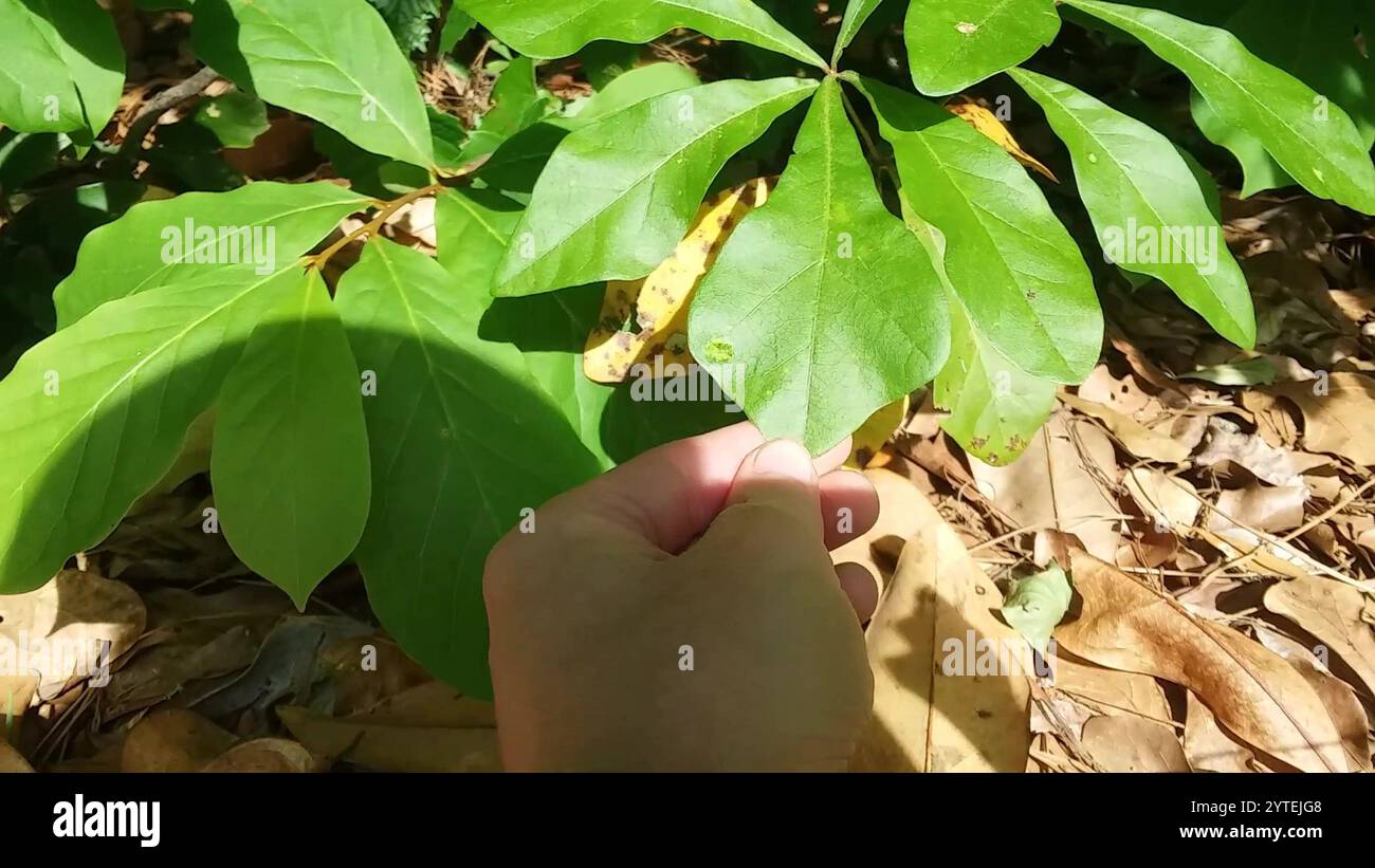 water oak (Quercus nigra Stock Photo - Alamy