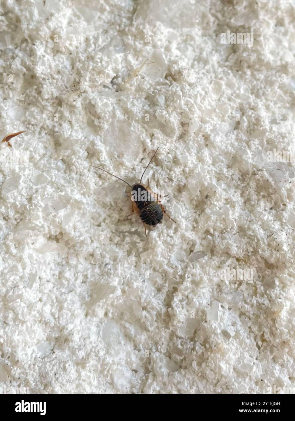 Ectobius lapponicus dusky cockroach hi-res stock photography and images ...