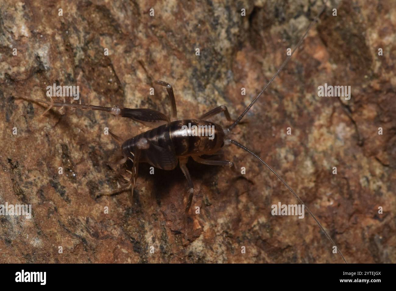 Camel Crickets (Ceuthophilus Stock Photo - Alamy